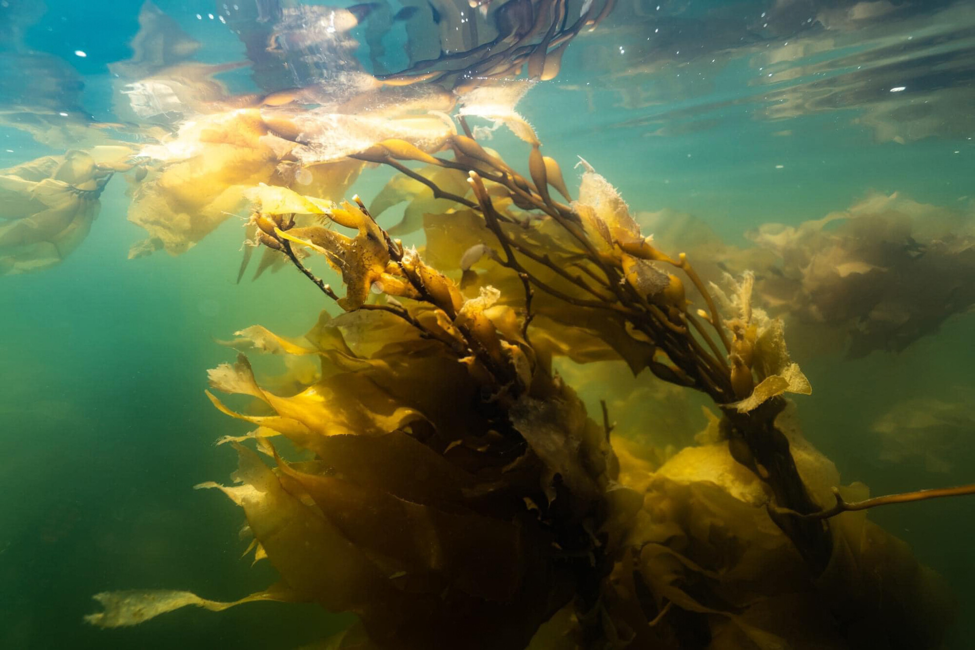 Clare Foundation | Regenerating Wellington’s underwater seaweed forests